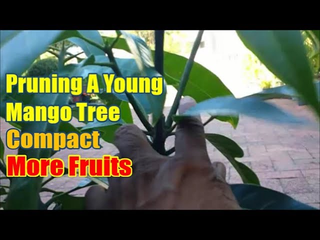 Mango Farming Techniques: Successful Cultivation in India – KrishiCenter